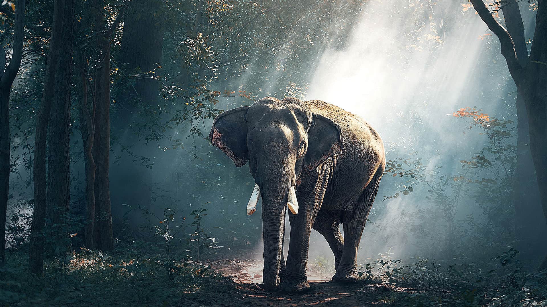 How Smart Is an Elephant? An In-Depth Look - Wildlifepedia
