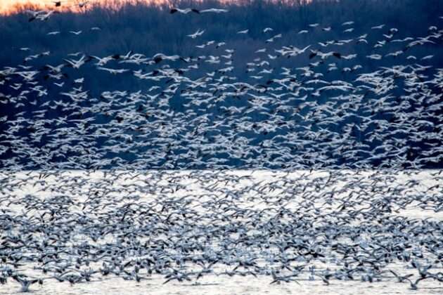 Bird Migration Patterns: A Fascinating Guide - Wildlifepedia