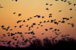 Bird Migration Patterns: A Fascinating Guide - Wildlifepedia