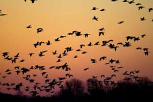 Bird Migration Patterns: A Fascinating Guide - Wildlifepedia