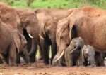Elephant Sounds: Unlocking Their Communication Secrets - Wildlifepedia