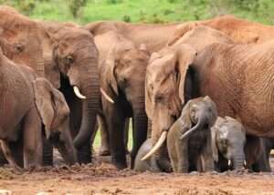 Elephant Sounds: Unlocking Their Communication Secrets - Wildlifepedia