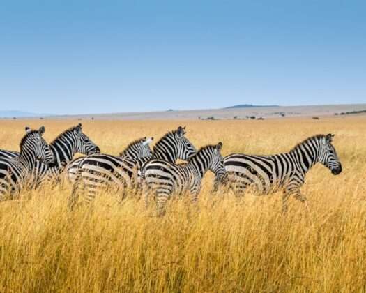 Are Zebras Horses? Unraveling the Striped Mystery - Wildlifepedia