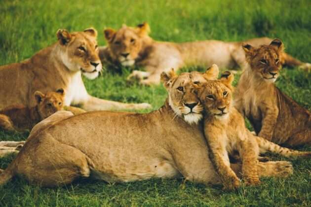 How Long Does a Lion Live? Wild vs. Captive Lifespan - Wildlifepedia