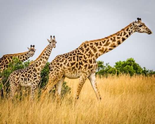 How Tall Is a Giraffe? Understanding the World’s Tallest Mammal ...