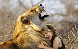 How Long Does a Lion Live? Wild vs. Captive Lifespan - Wildlifepedia