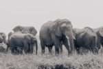 Elephant Sounds: Unlocking Their Communication Secrets - Wildlifepedia