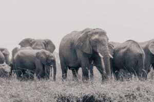 Elephant Sounds: Unlocking Their Communication Secrets - Wildlifepedia