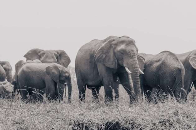 Elephant Sounds: Unlocking Their Communication Secrets - Wildlifepedia