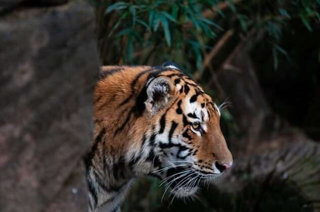 What Do Tigers Eat - Wildlifepedia