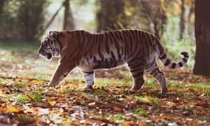 What Do Tigers Eat - Wildlifepedia