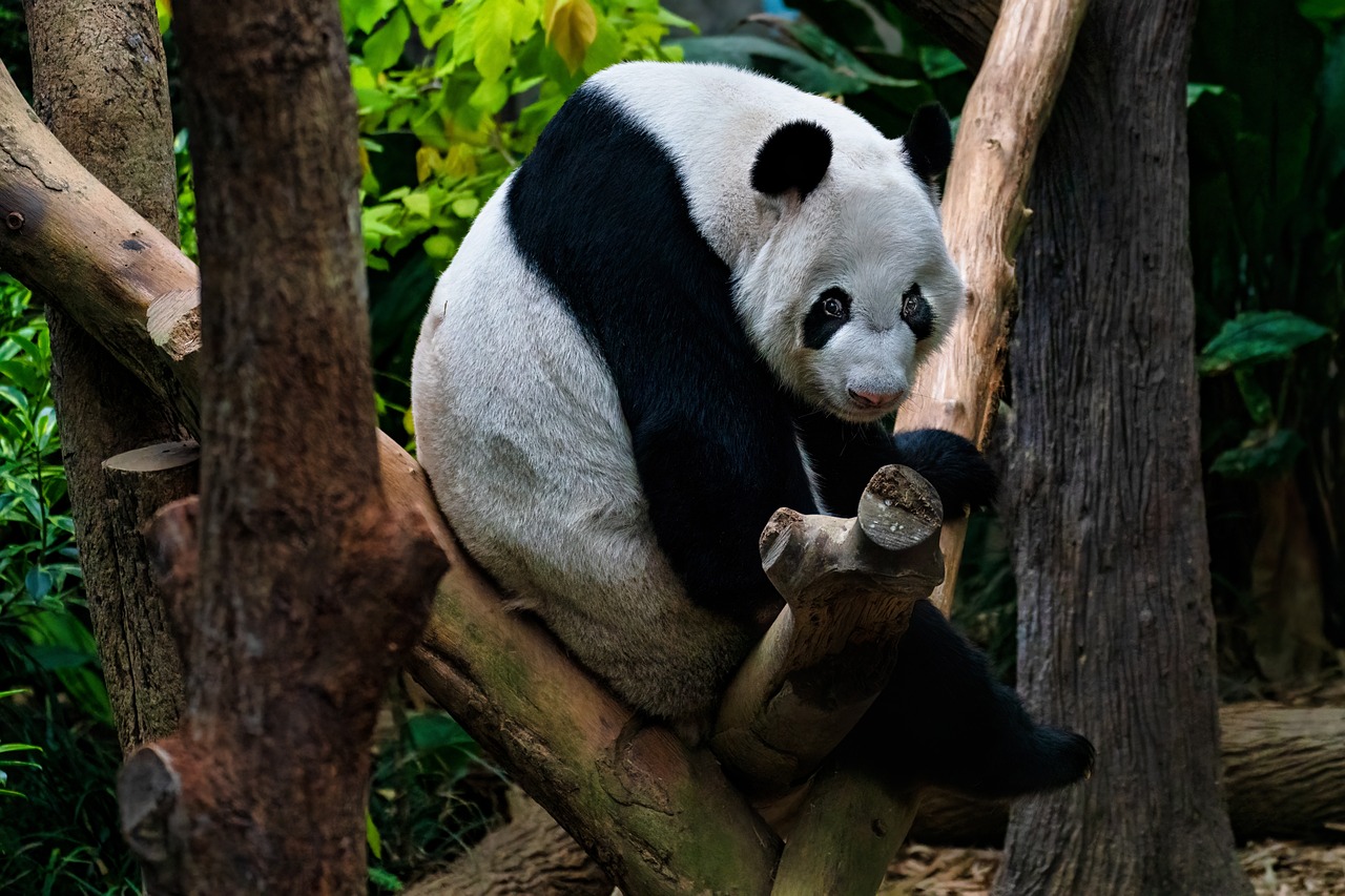 10 Amazing Facts About the Lesser Panda You Didn’t Know - Wildlifepedia