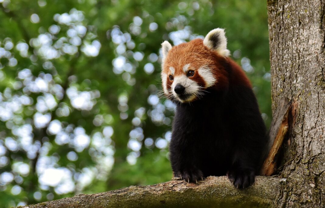 10 Amazing Facts About the Lesser Panda You Didn’t Know - Wildlifepedia