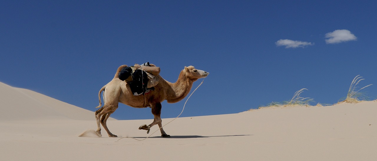 How Do Camels Survive in Deserts? Incredible Adaptations