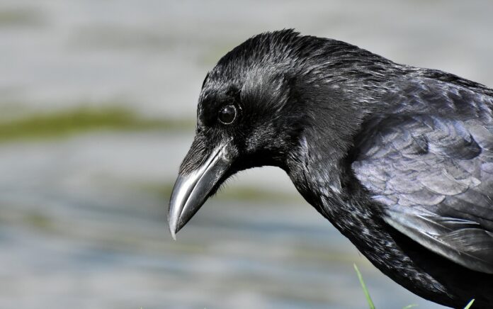 Crow Death Rituals: Why They Gather Around Dead Crows – Shocking ...