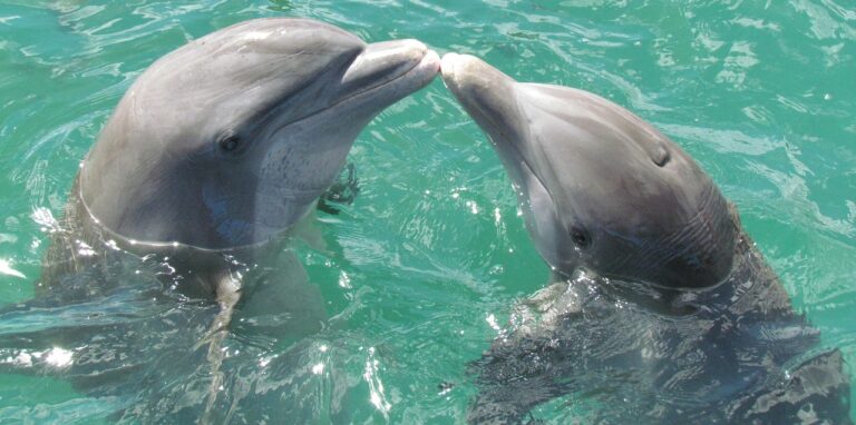 How Do Dolphins Communicate? 15 Amazing Facts
