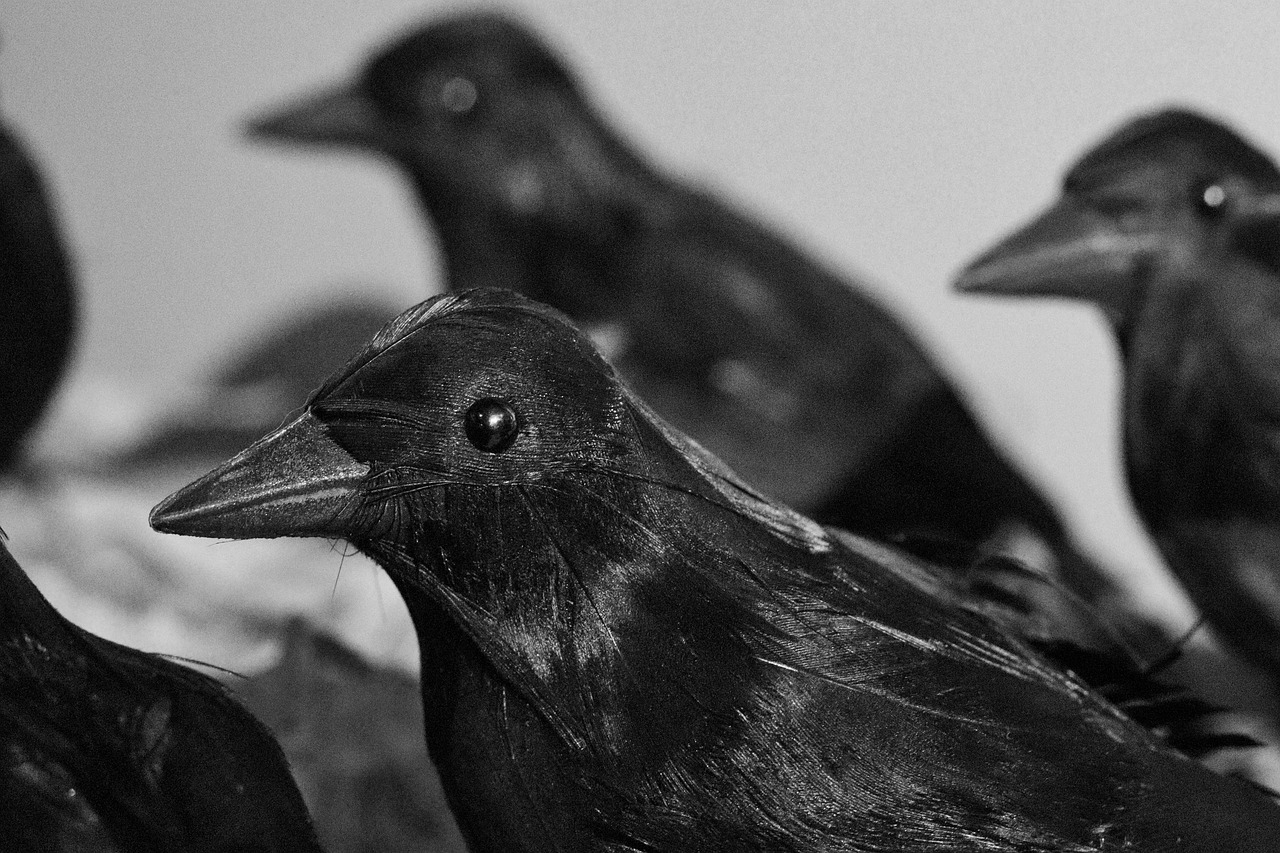 Crow Death Rituals: Why They Gather Around Dead Crows – Shocking ...