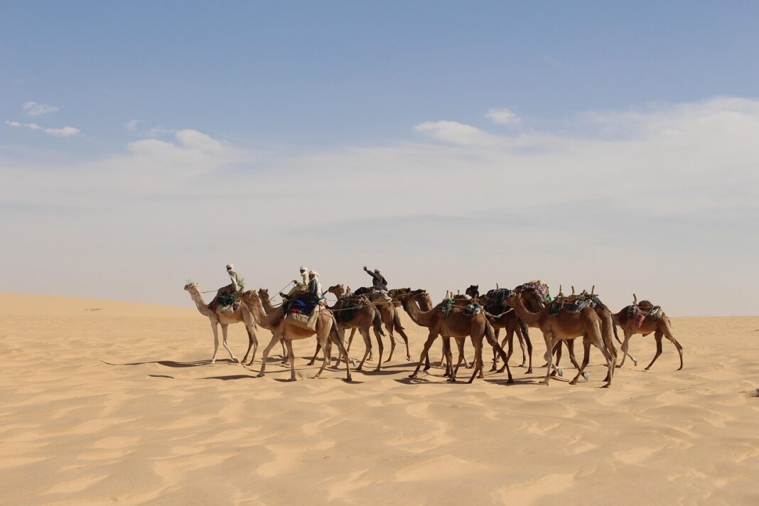 How Do Camels Survive in Deserts? Incredible Adaptations