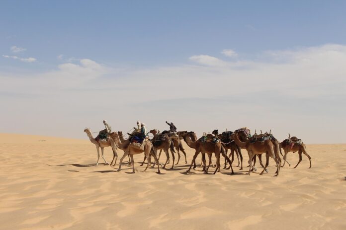 How Do Camels Survive in Deserts? Incredible Adaptations
