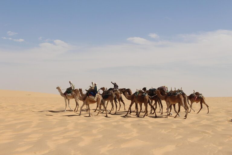 How Do Camels Survive in Deserts? Incredible Adaptations