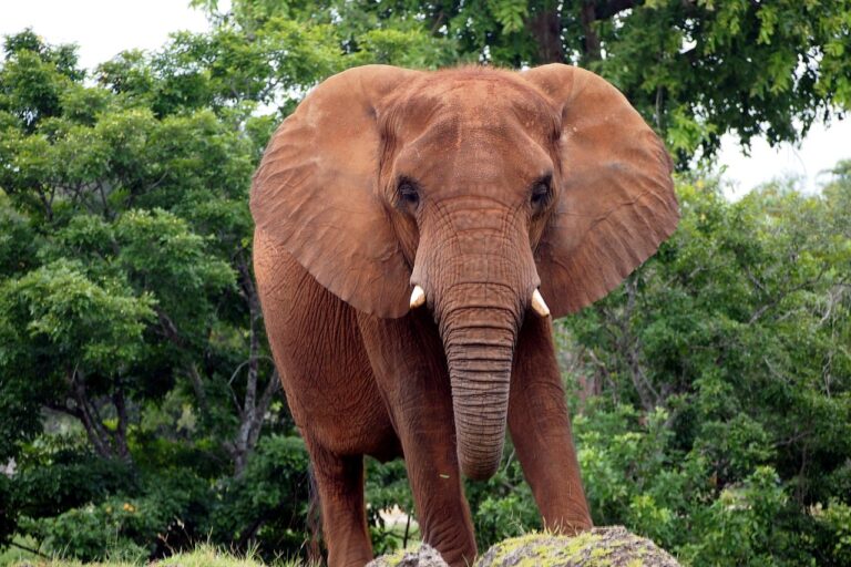 Why Do Elephants Have Big Ears? 7 Amazing Facts