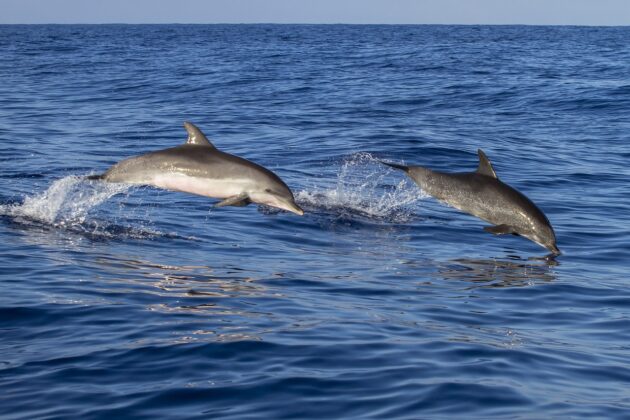 How Do Dolphins Communicate? 15 Amazing Facts
