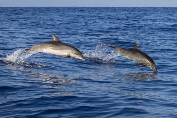How Do Dolphins Communicate? 15 Amazing Facts
