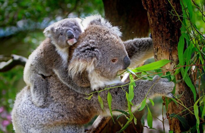 What Does a Koala Eat? 15 Amazing Facts About Their Diet