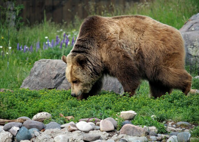 10 Mind-Blowing Facts About the Strongest Animal on Earth