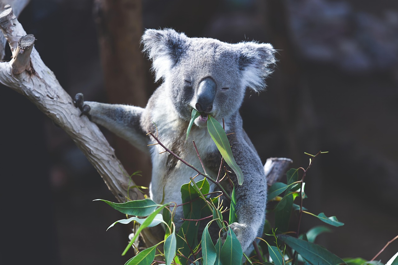 What Does a Koala Eat? 15 Amazing Facts About Their Diet