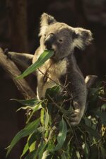 What Does a Koala Eat? 15 Amazing Facts About Their Diet
