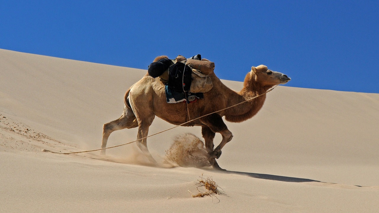 How Do Camels Survive in Deserts? Incredible Adaptations