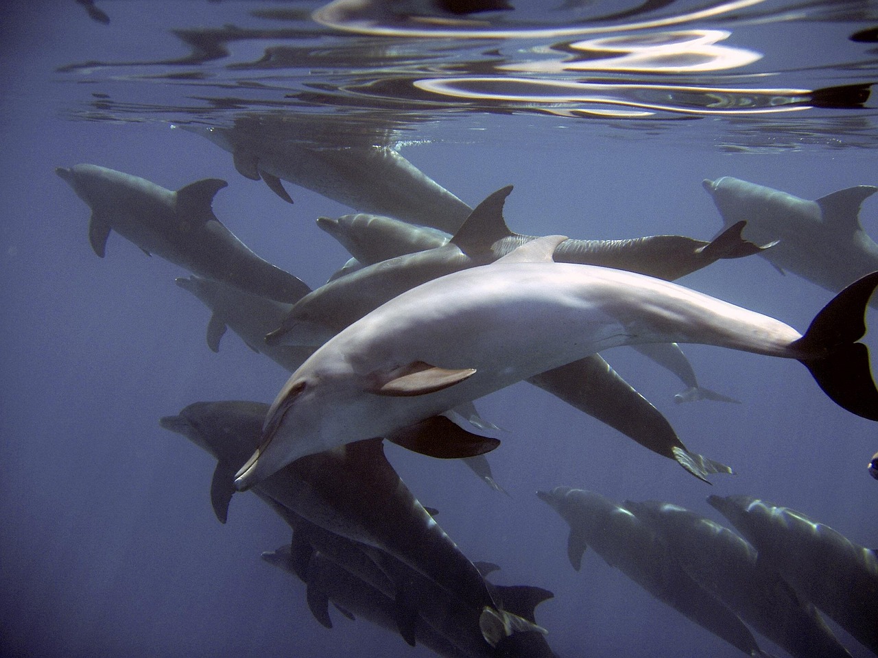 How Do Dolphins Communicate? 15 Amazing Facts