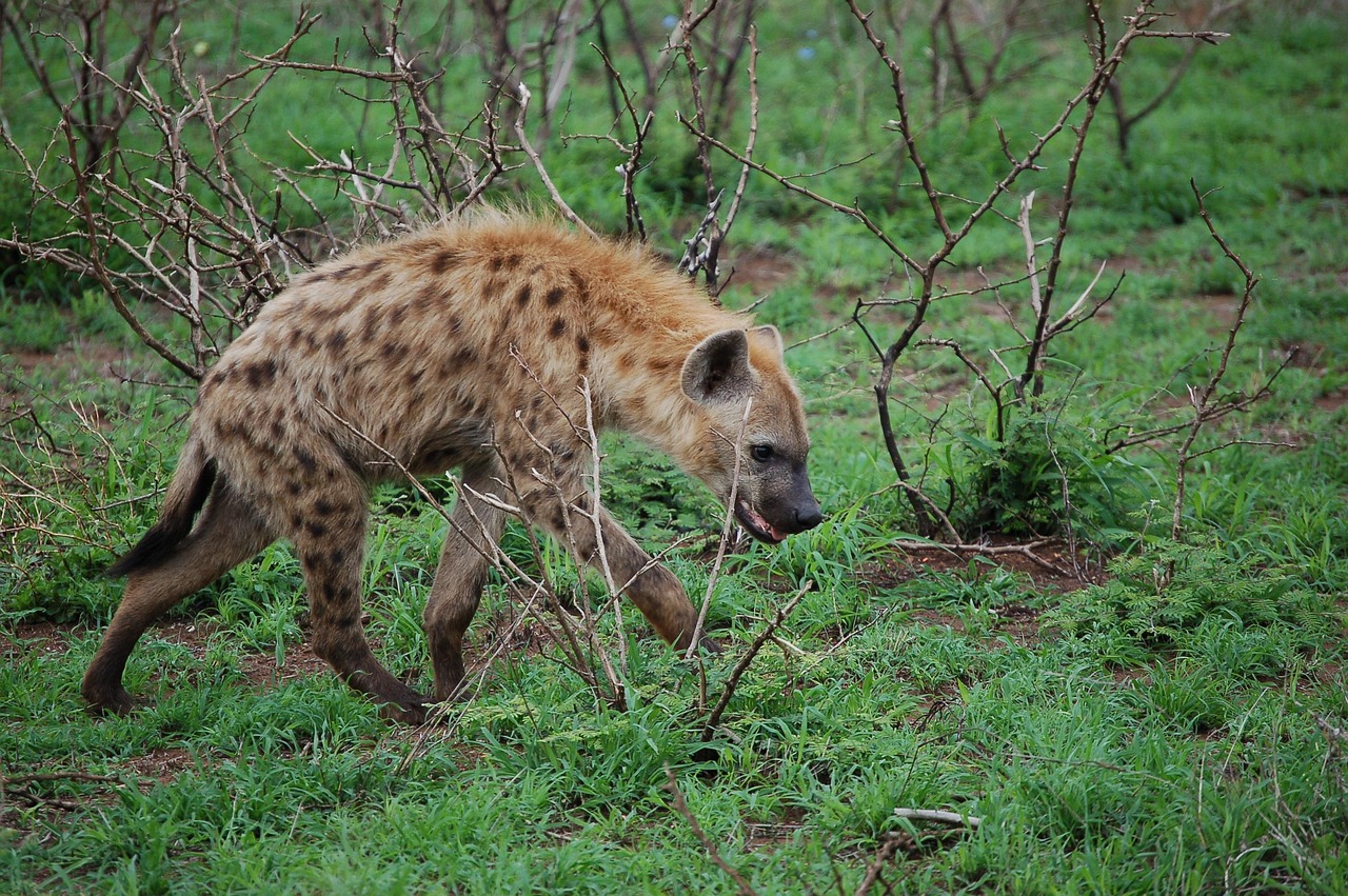 Why Do Hyenas Laugh? Fascinating Science Behind the Giggle