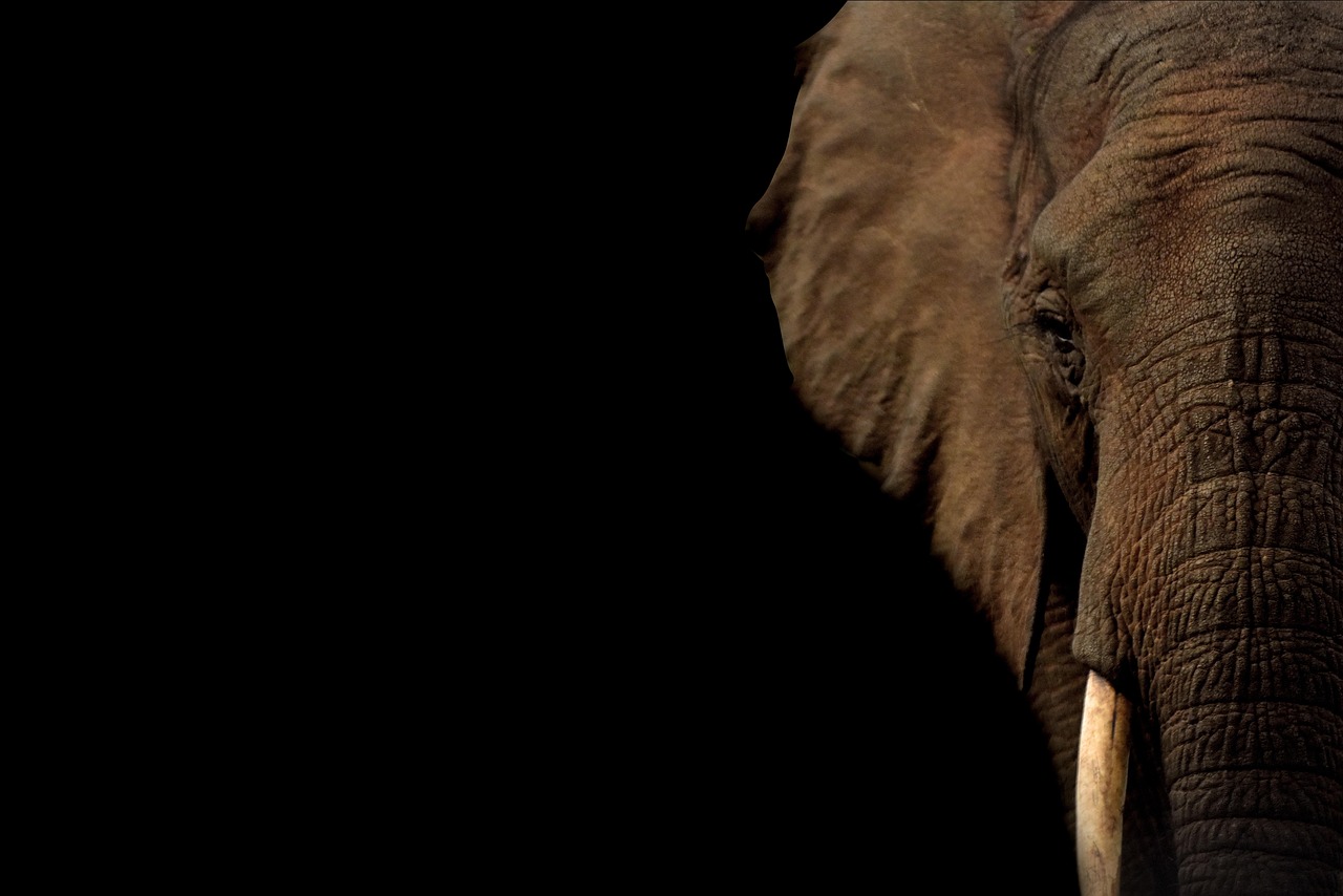 Why Do Elephants Have Big Ears? 7 Amazing Facts