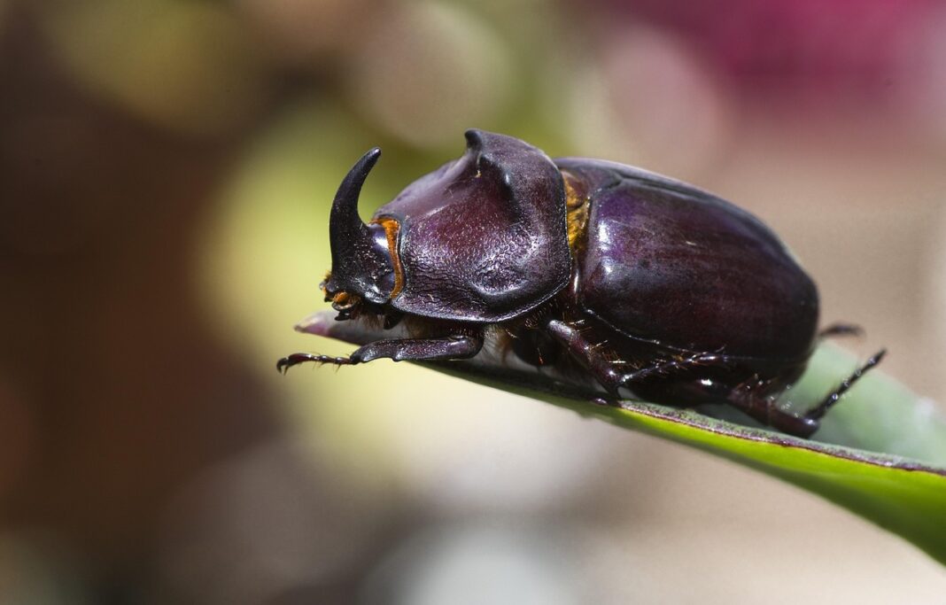 10 Mind-Blowing Facts About the Strongest Animal on Earth