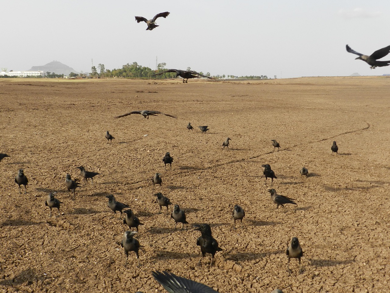 Crow Death Rituals: Why They Gather Around Dead Crows – Shocking ...