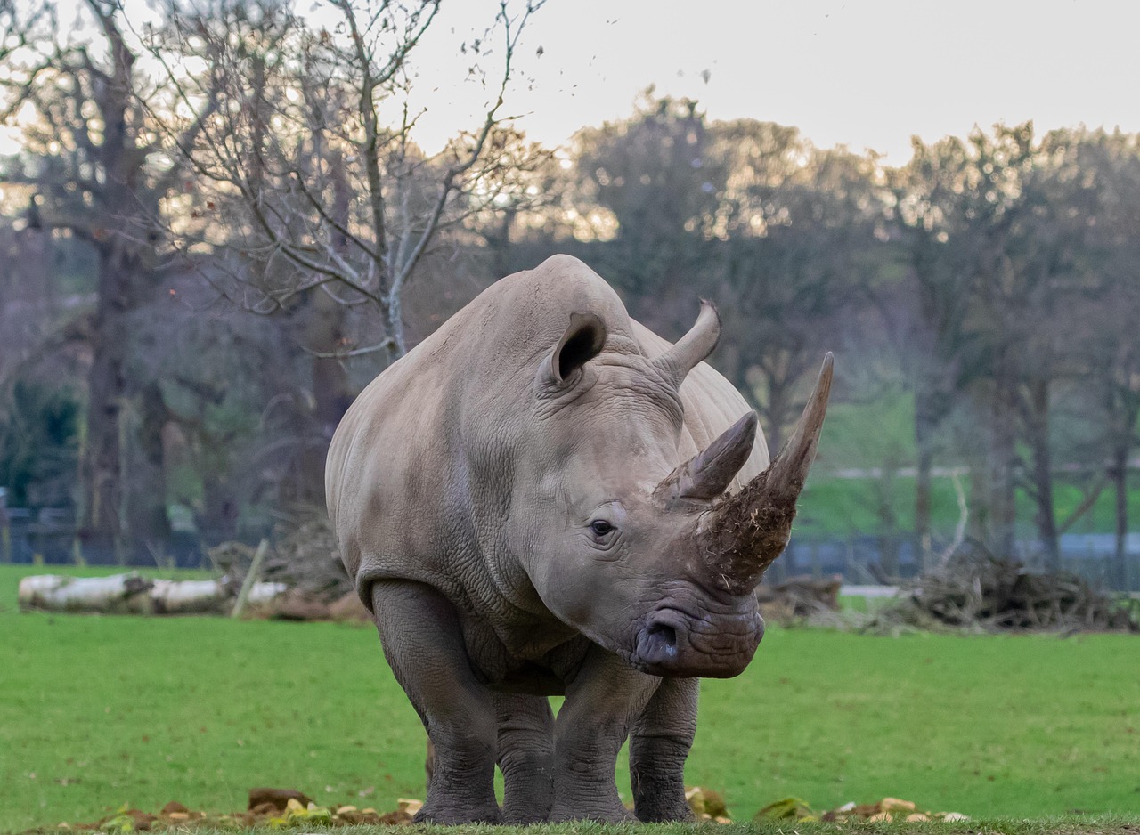 Top 10 Heaviest Animals in the World: Nature's Largest Giants ...