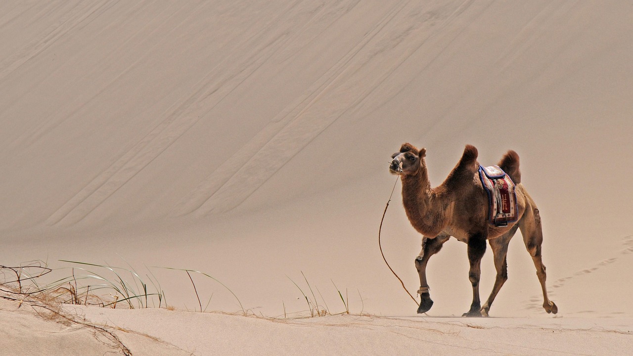 How Do Camels Survive in Deserts? Incredible Adaptations