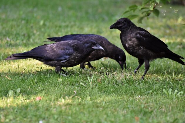 Crow Death Rituals: Why They Gather Around Dead Crows – Shocking ...