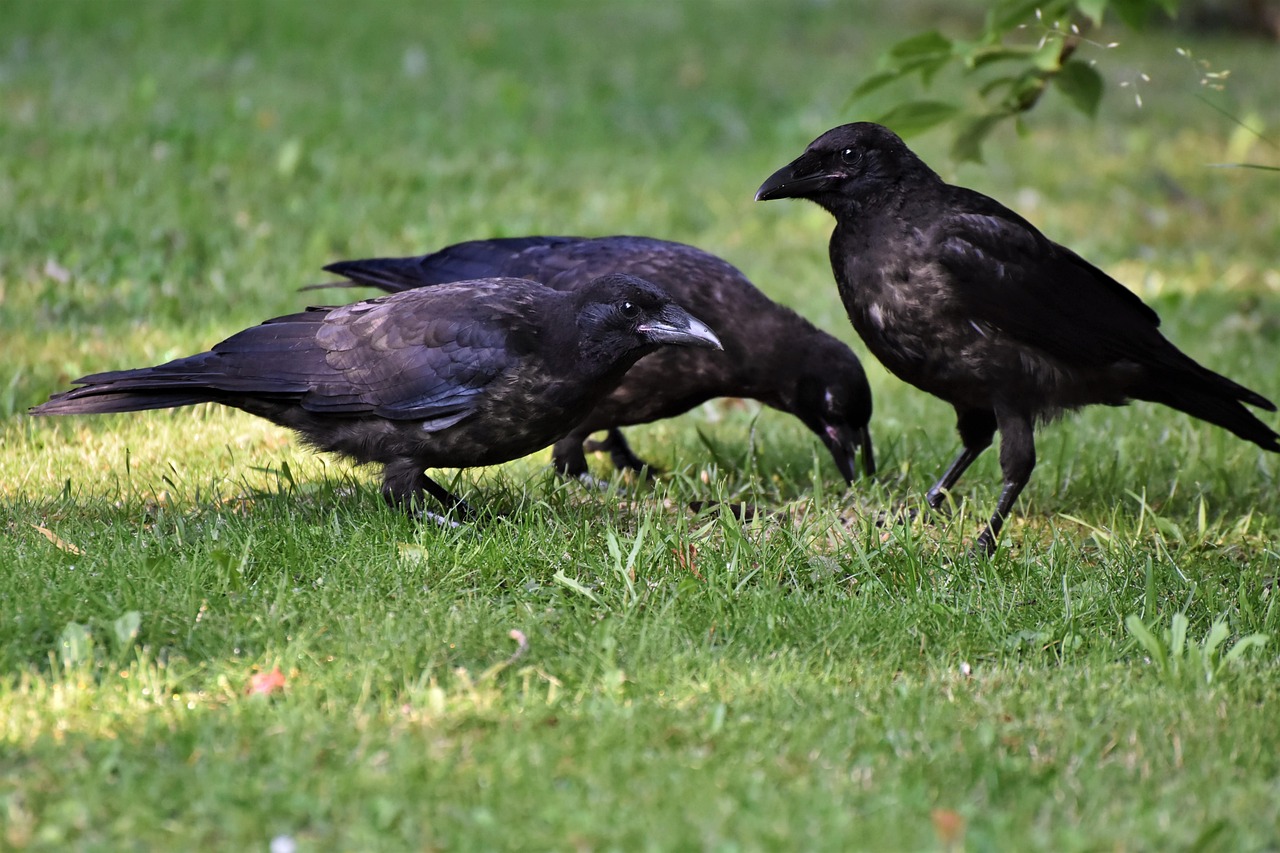 Crow Death Rituals: Why They Gather Around Dead Crows – Shocking ...