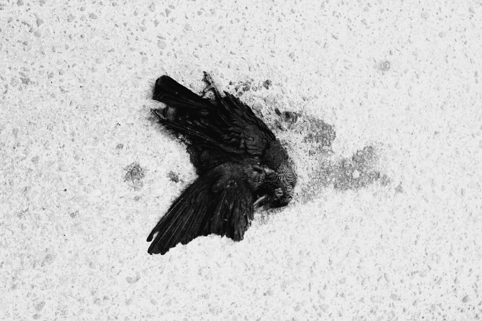 Crow Death Rituals: Why They Gather Around Dead Crows – Shocking ...