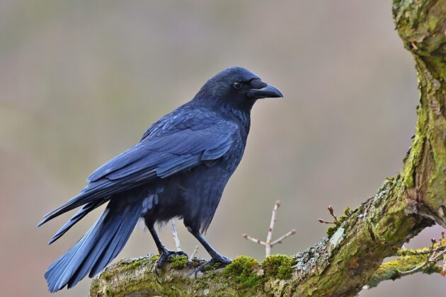 Crow Death Rituals: Why They Gather Around Dead Crows – Shocking ...
