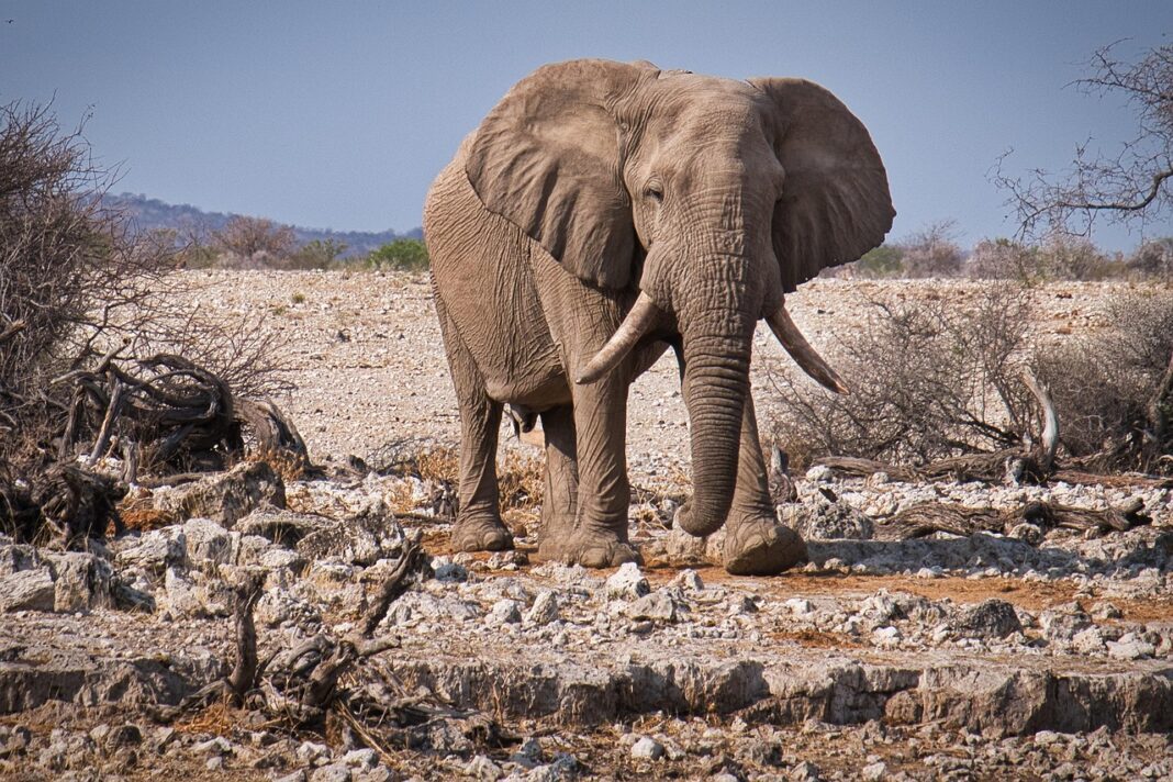 Top 10 Heaviest Animals in the World: Nature's Largest Giants ...