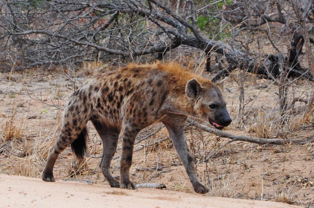 Why Do Hyenas Laugh? Fascinating Science Behind the Giggle