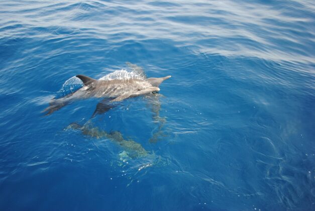 How Do Dolphins Communicate? 15 Amazing Facts